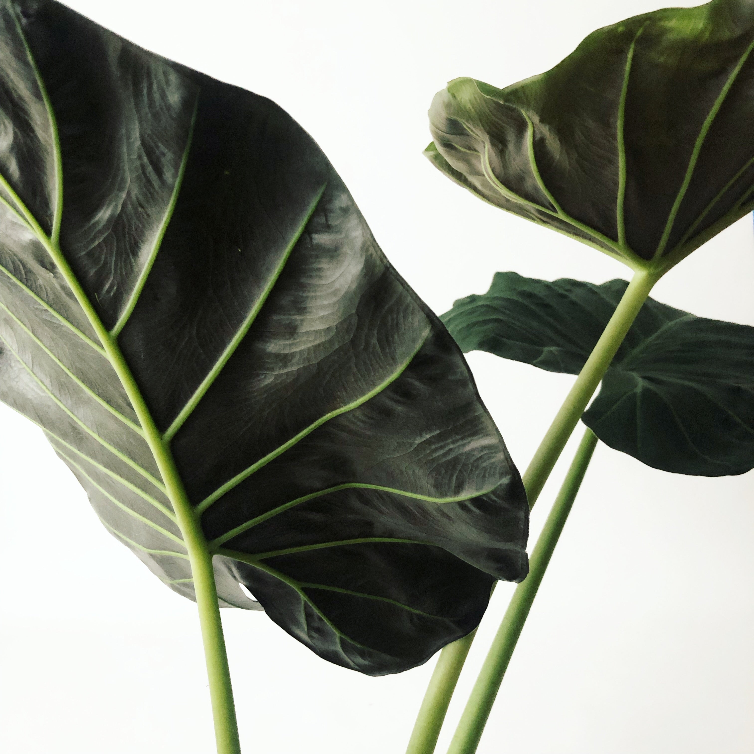 Plants – Golden Garden